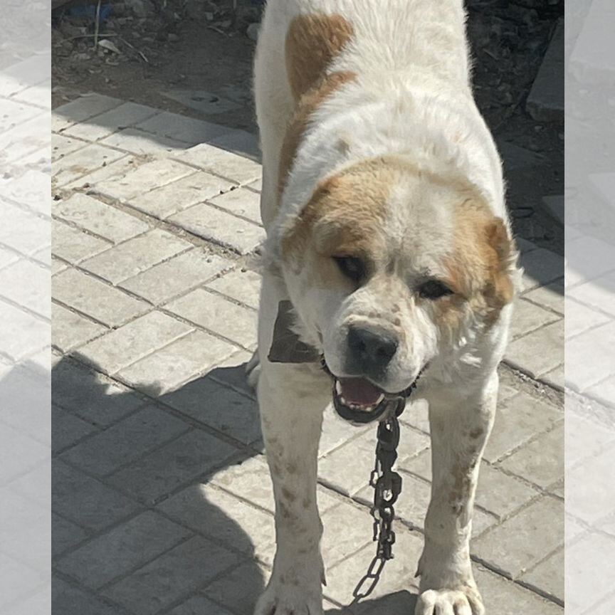 Среднеазиатская овчарка алабай