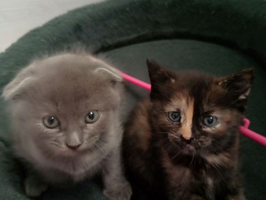 Шотландские котята