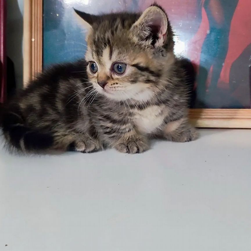 Манчкин котёнок