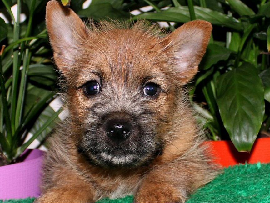 Норвич терьерчик