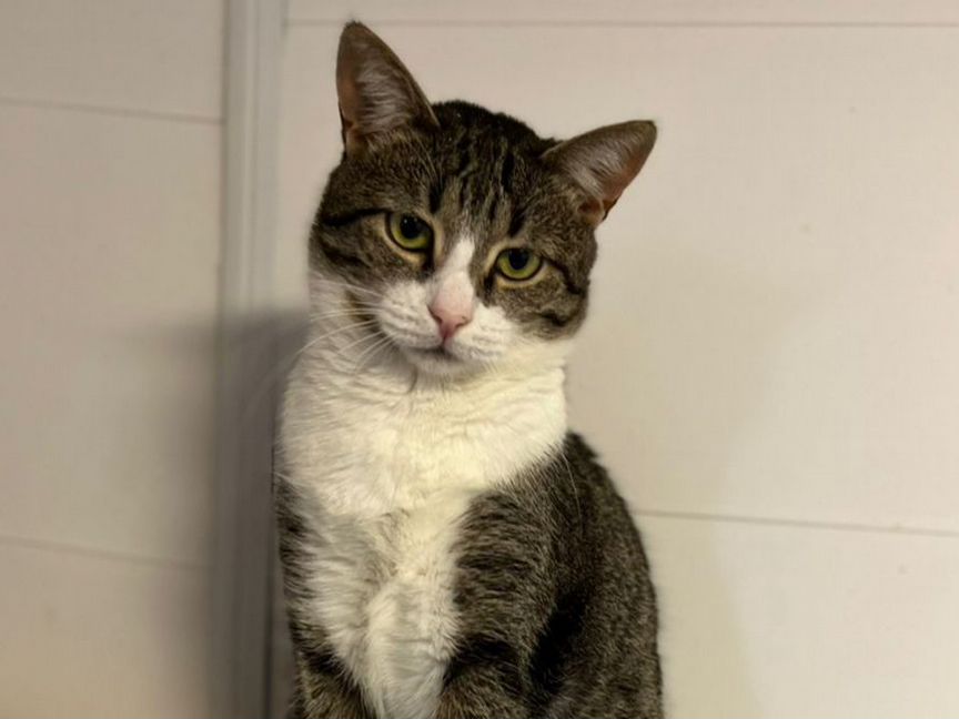 Кот Виталик