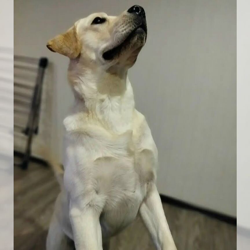 Лабрадор-ретривер, взрослый пёс