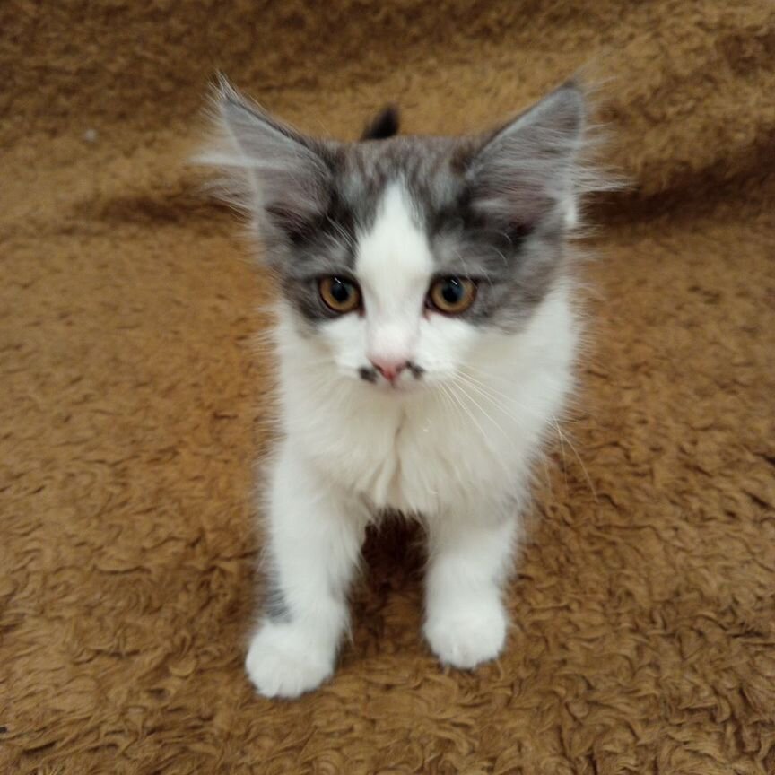 Котёнок в добрые руки