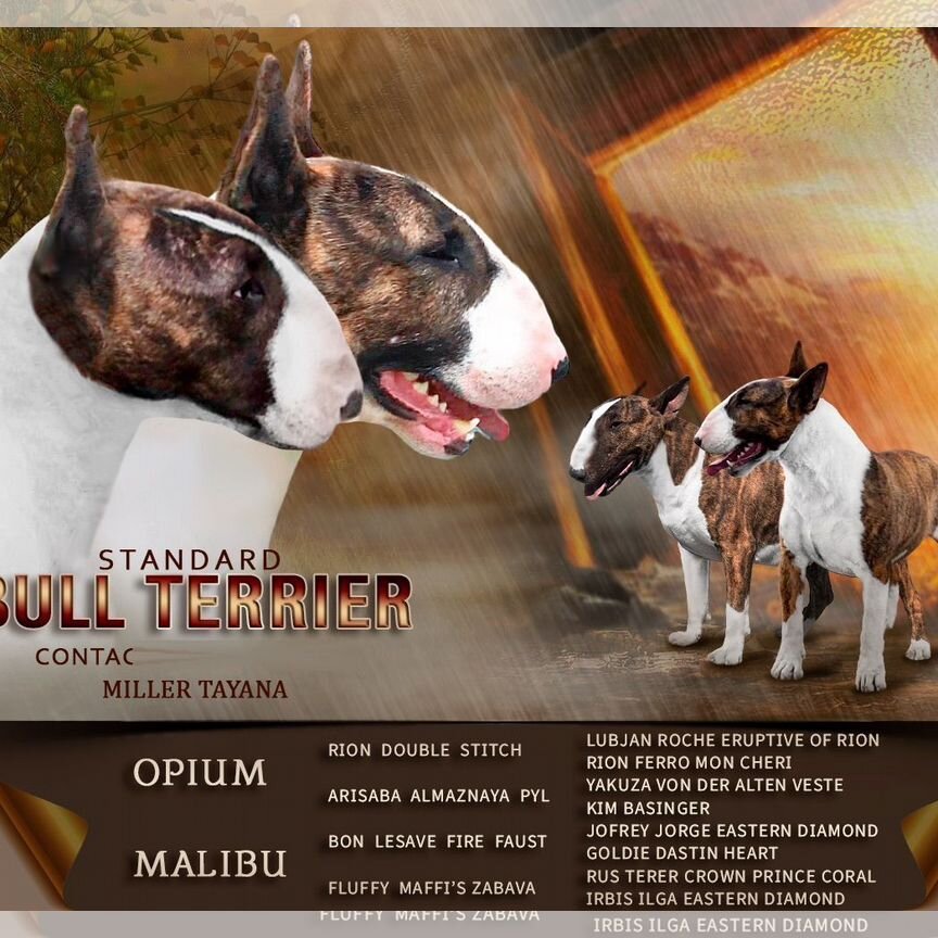 Бультерьер, щенок