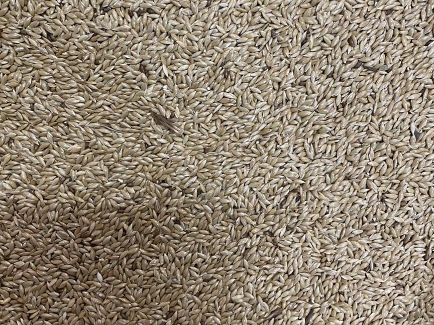 Рапс, Канареечное семя