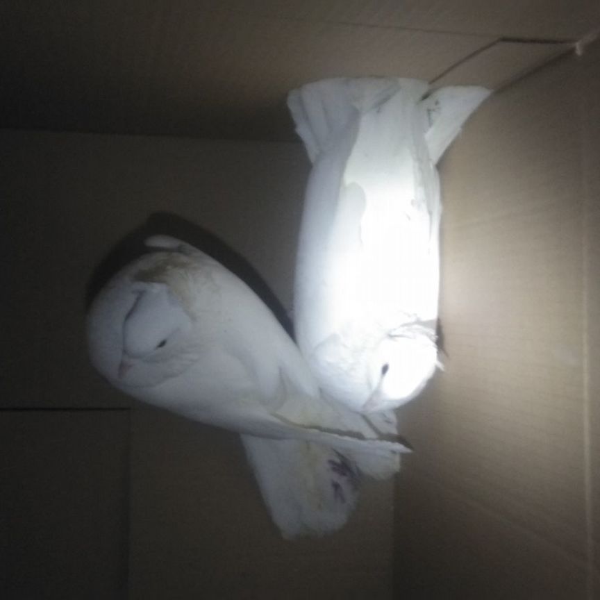 Продажа бакинских голубей