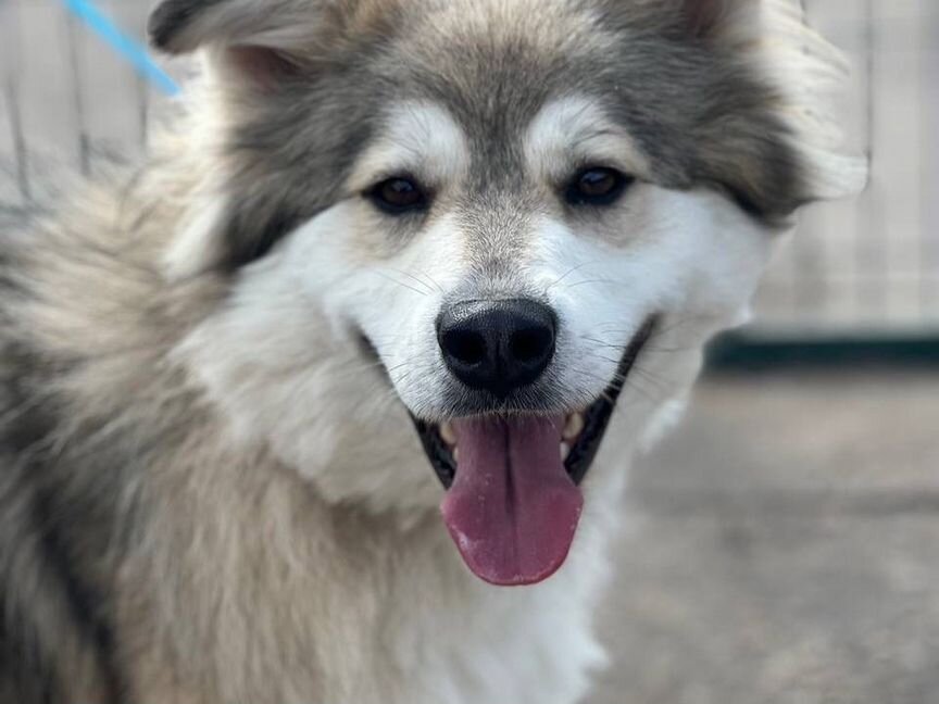 Аляскинский маламут