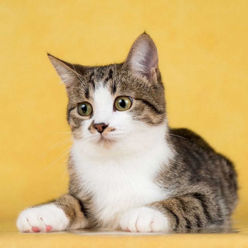 Кусь ищет семью