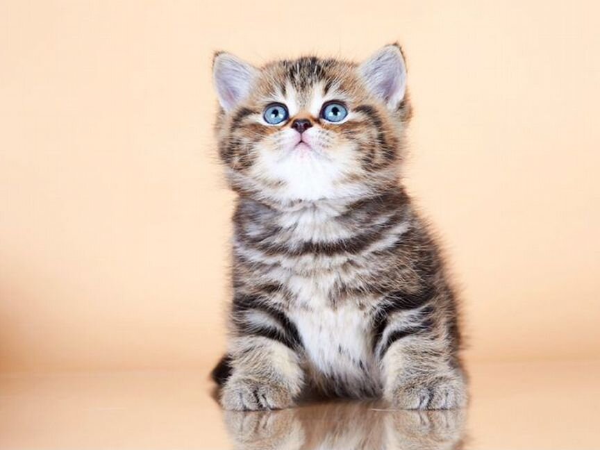 Котёнок, котята, много разных ищут семью