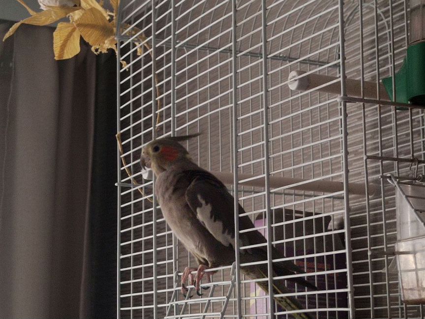 Отдам в добрые руки попугая Карелла, самка