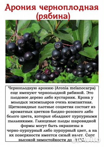 Саженцы рябины черноплодной купить в Томске | Товары для дома и дачи ...