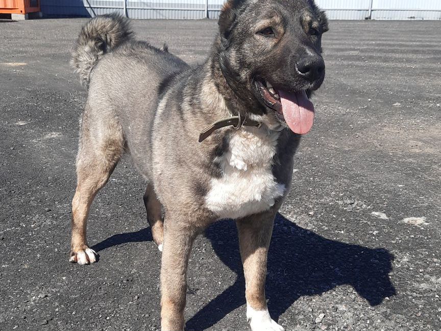 Спокойная, умная, добрая собака ищет дом