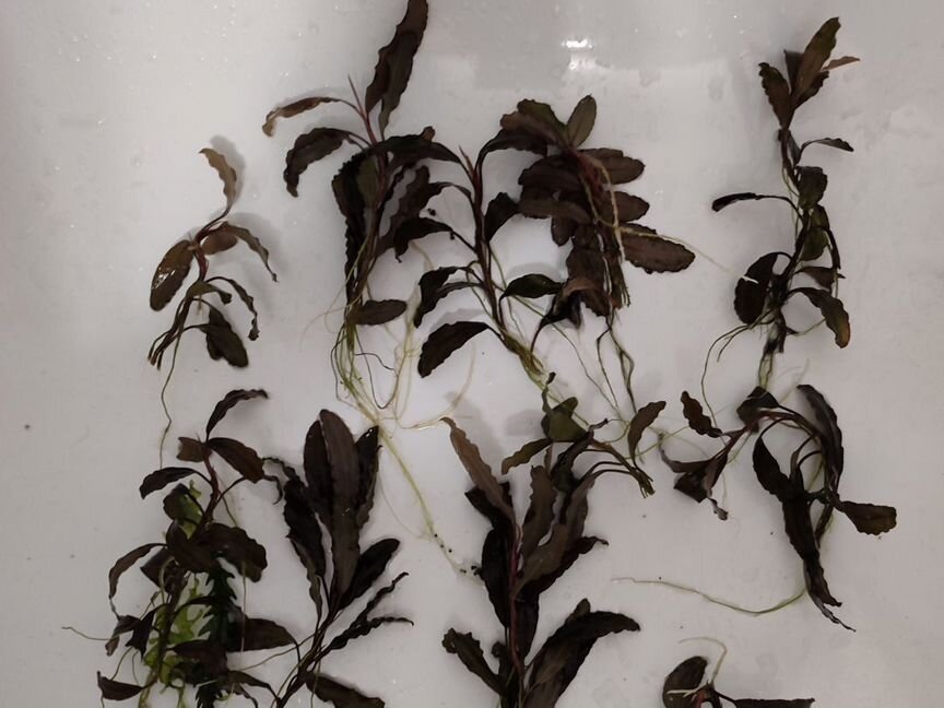 Набор буцефаландр