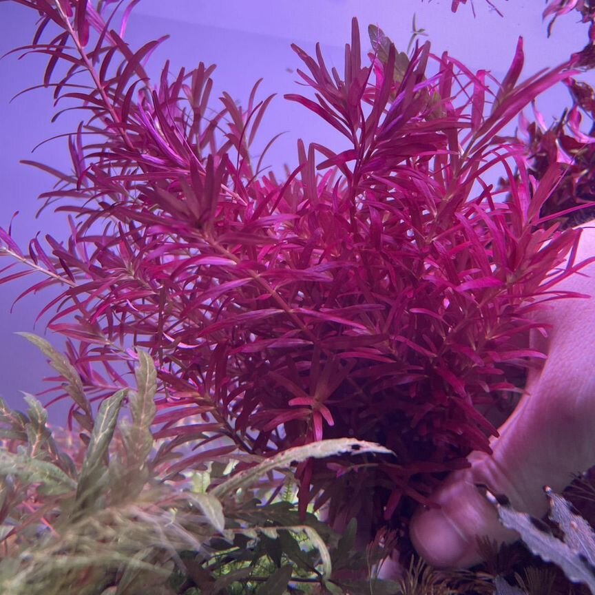 Прополка роталы и людвигии