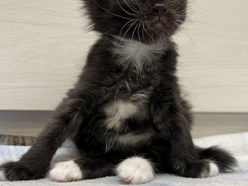 Котенок