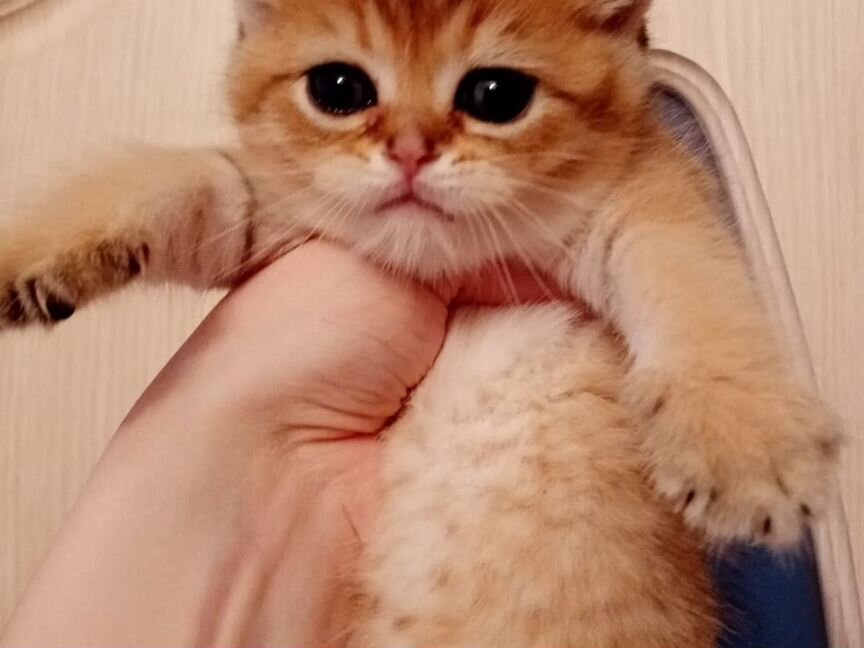 Шотландские золотые плюшки