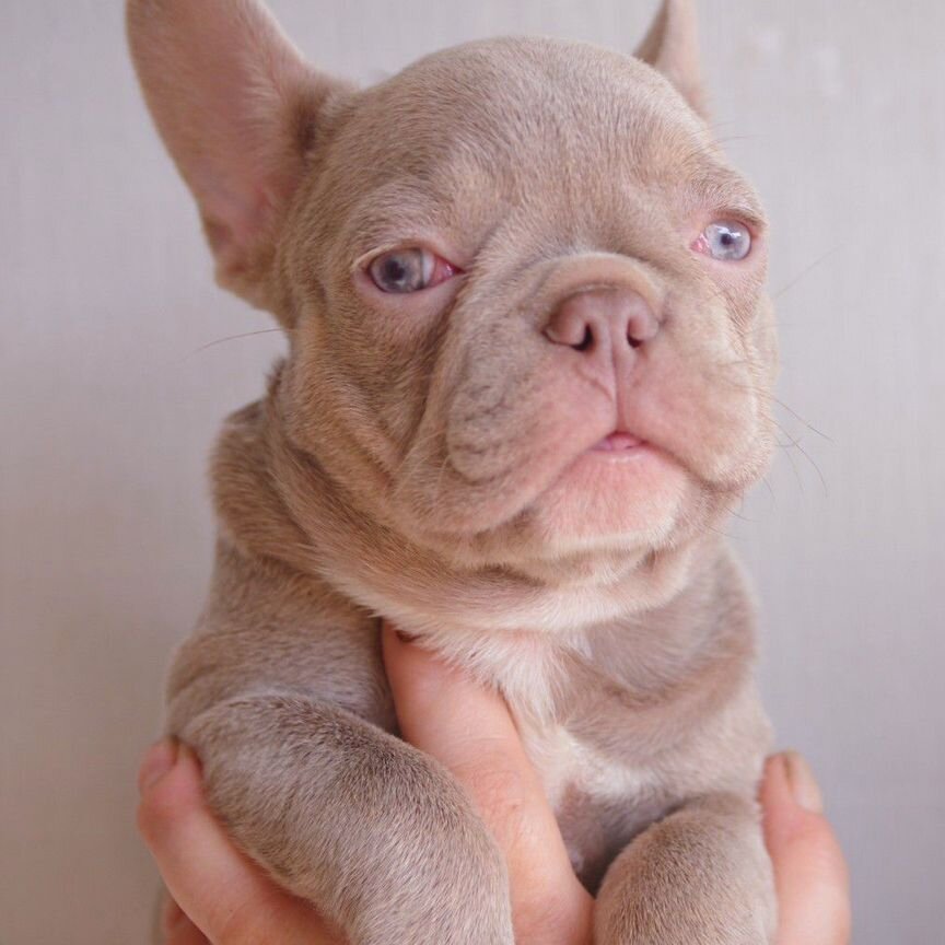 Французские бульдожки Изабелла