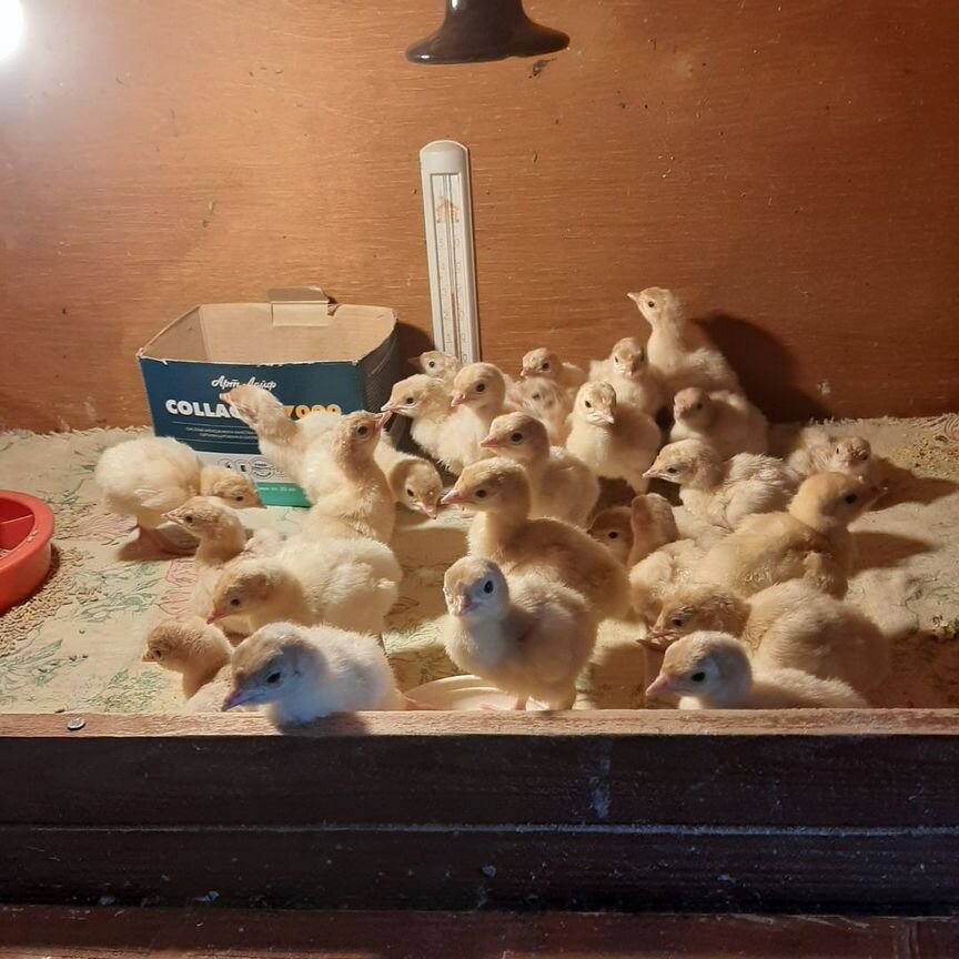 Продам индюшат