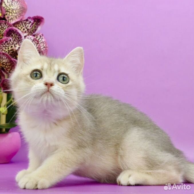 Британская кошка голубое золото ау11