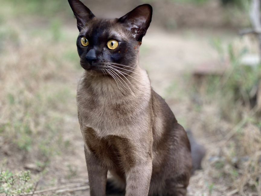 Вязка бурманский кот