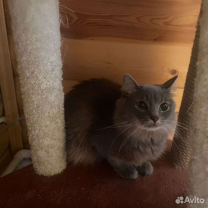 Котик Фома в добрые руки