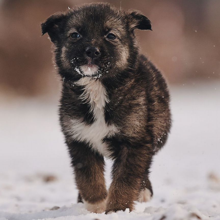 Щенок в добрые руки