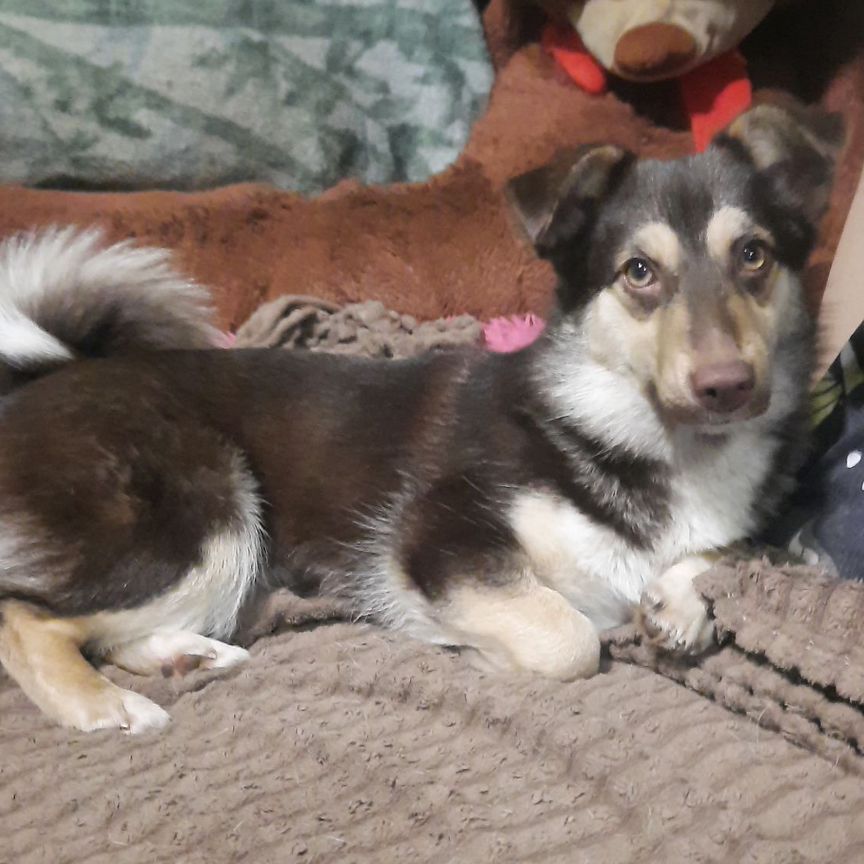 Щенок Тоня в добрые руки