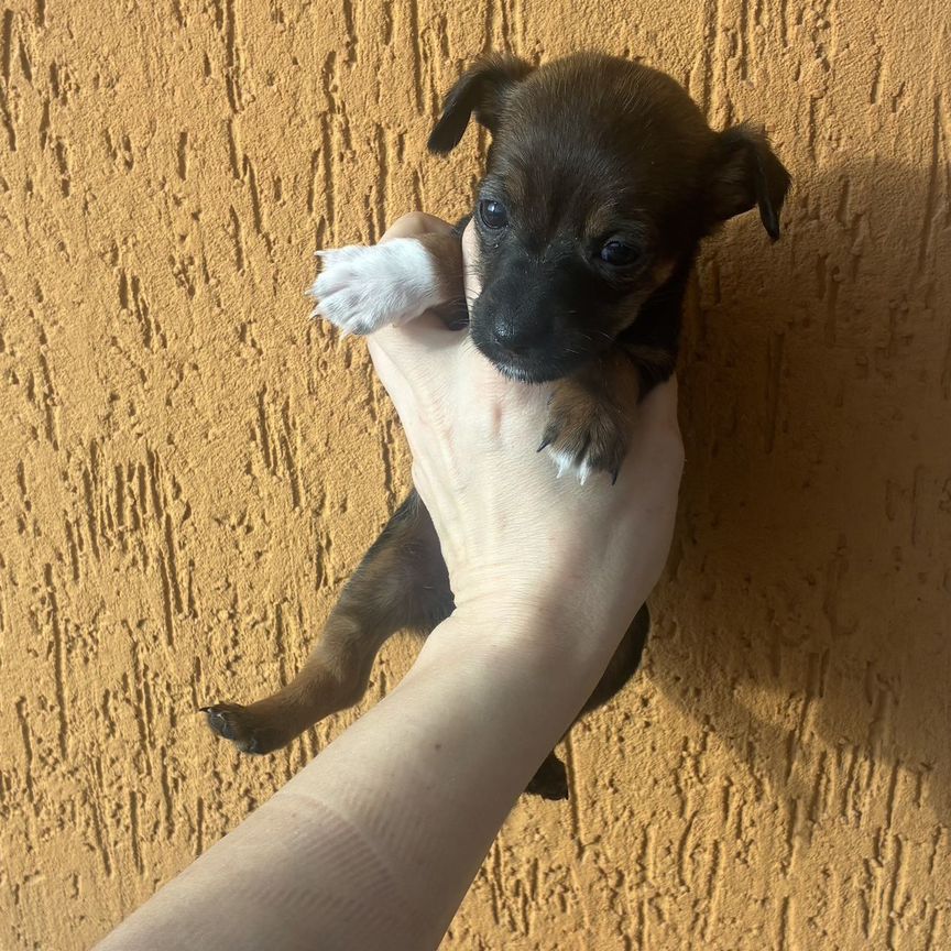 Чихуахуа, щенок