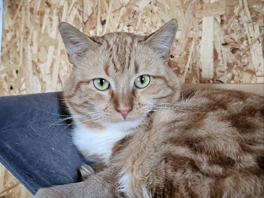 Рыжий котик в добрые руки