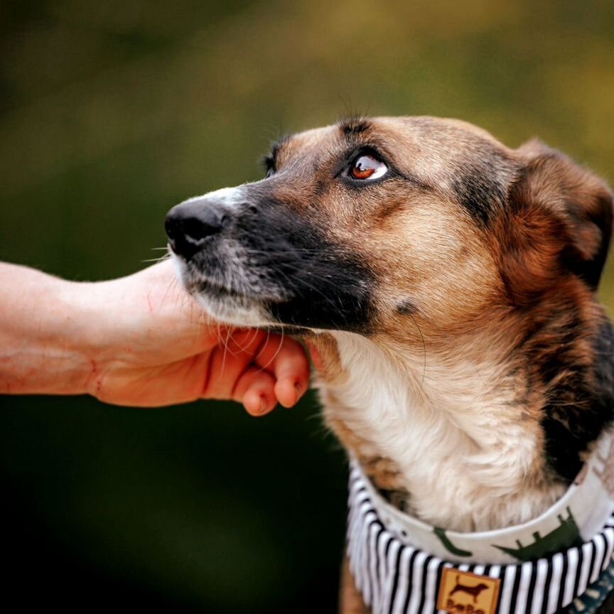 Палли - Паллина срочно ищет дом