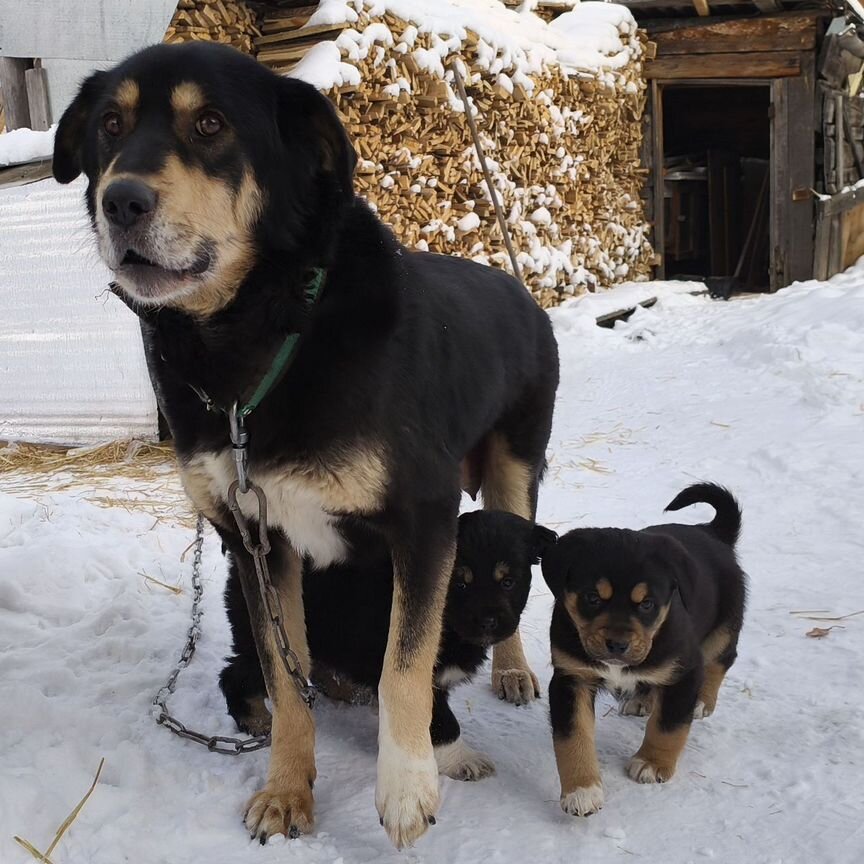 Щенок в добрые руки