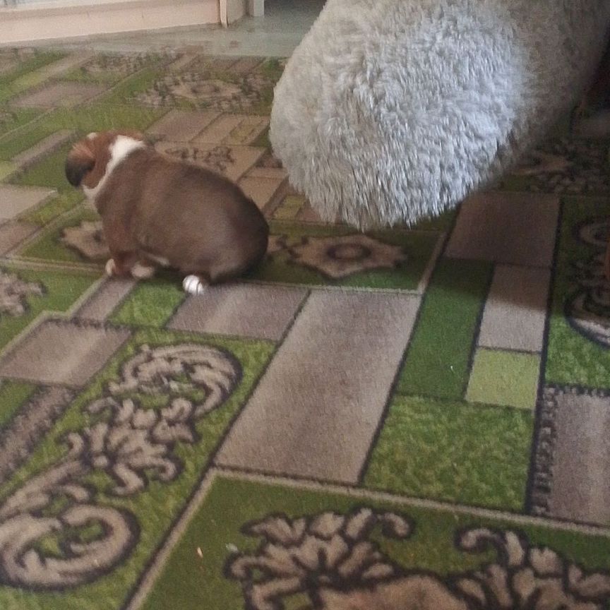 Русский той-терьер, щенок