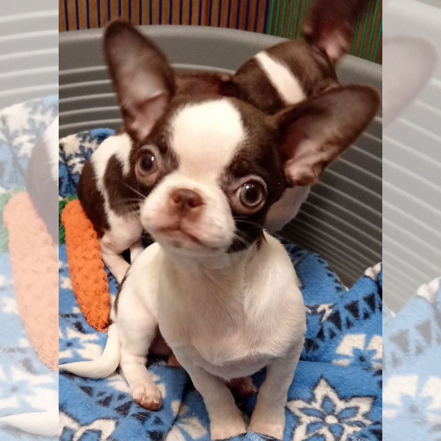 Щенки чихуахуа, мальчики