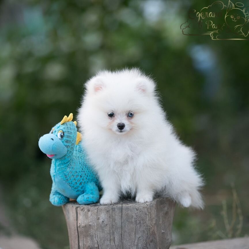 Померанский шпиц белый с голубыми глазами