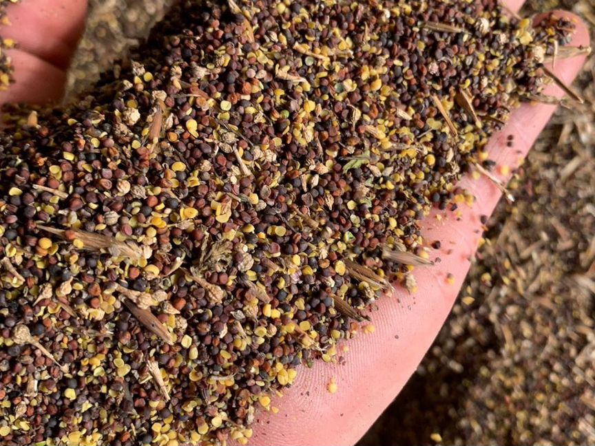 Отходы рапса