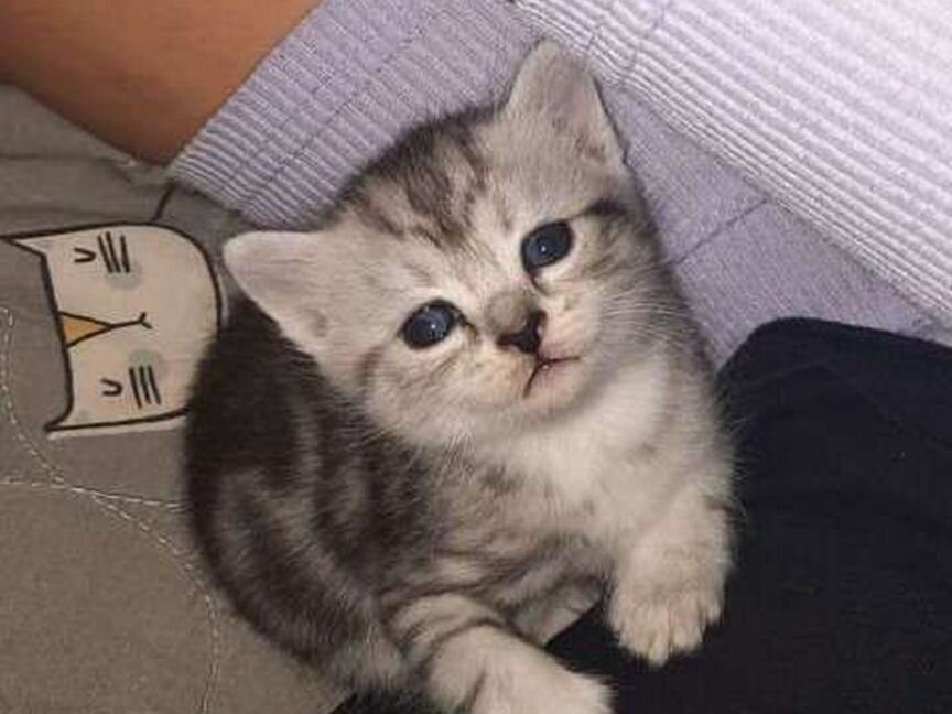 Шотландский котенок девочка