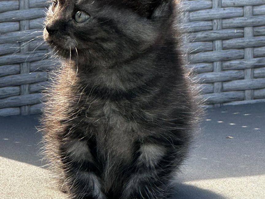 Шотландская вислоухая