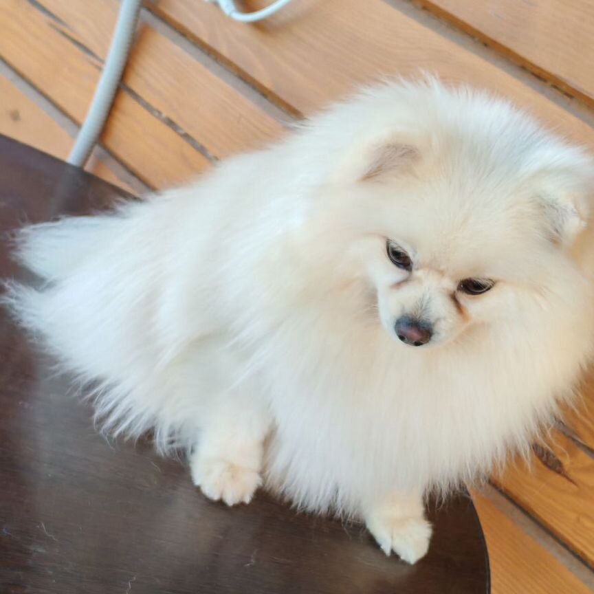 Померанский шпиц, взрослая собака