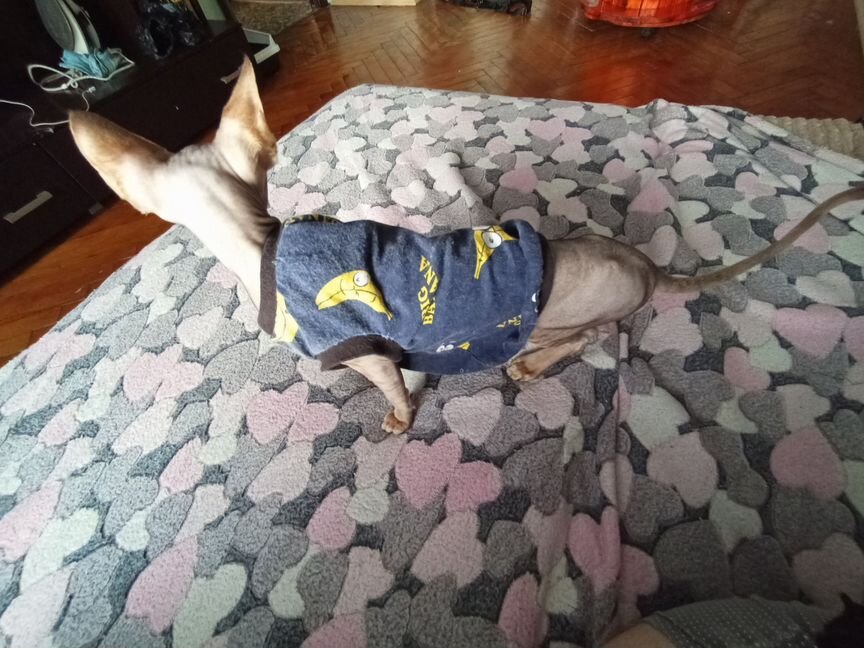 Кошка сфинкс