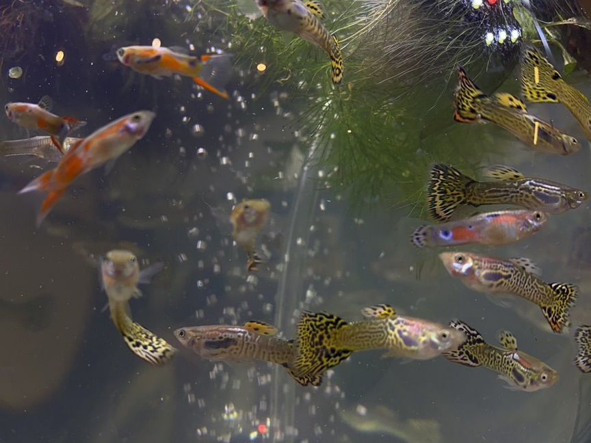 Аквариумные рыбки Гуппи Самцы Самки Мольки