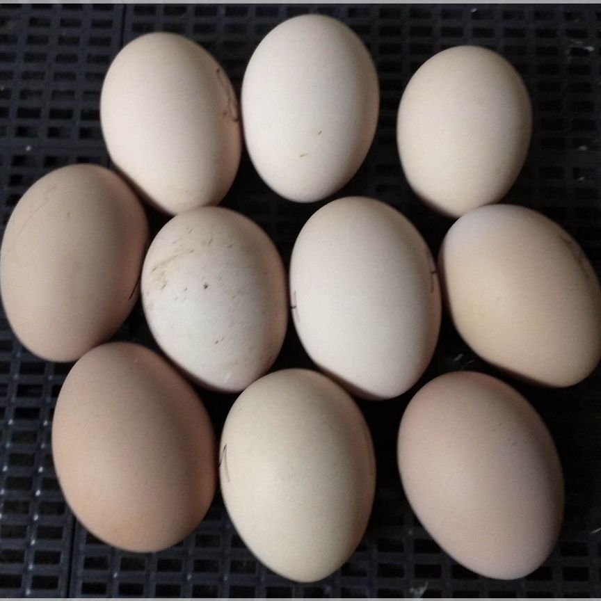 Инкубационное яйцо Мини-мясных кур