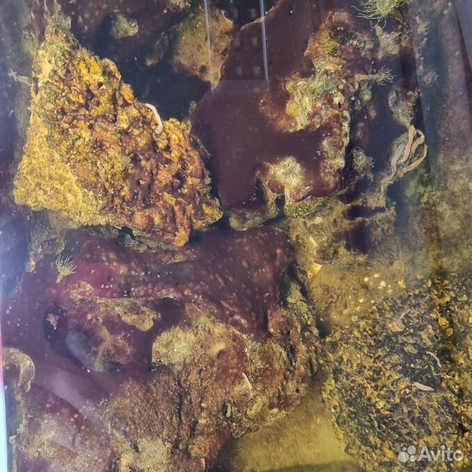 Живые камни в морской аквариум