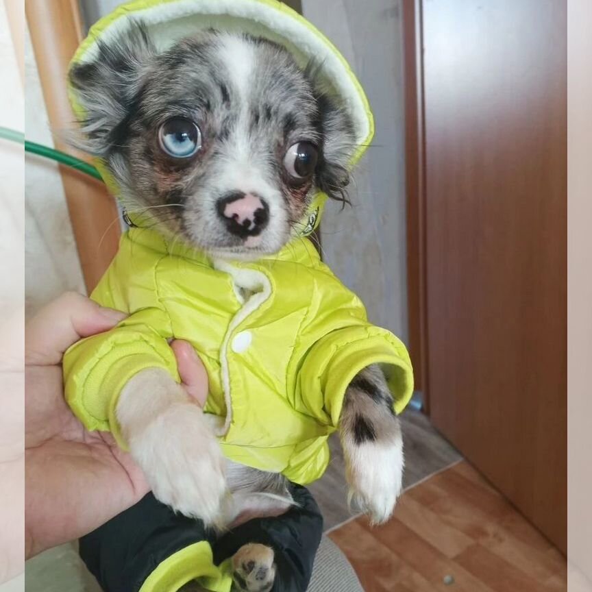 Чихуахуа, взрослый пёс