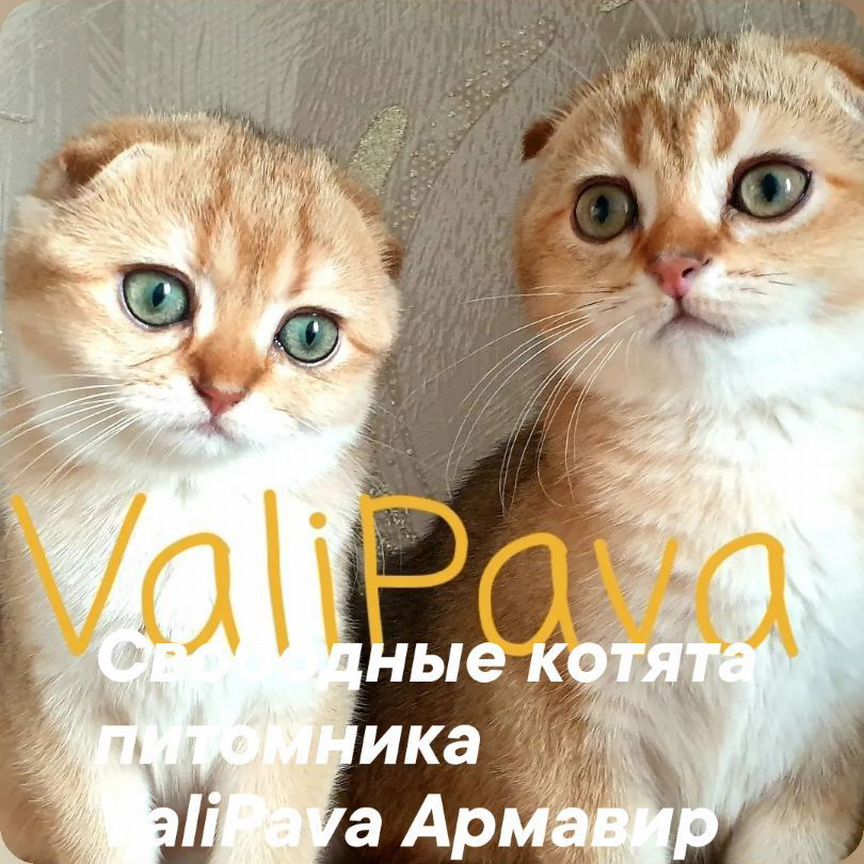 Золотые шиншиллы шотландцы