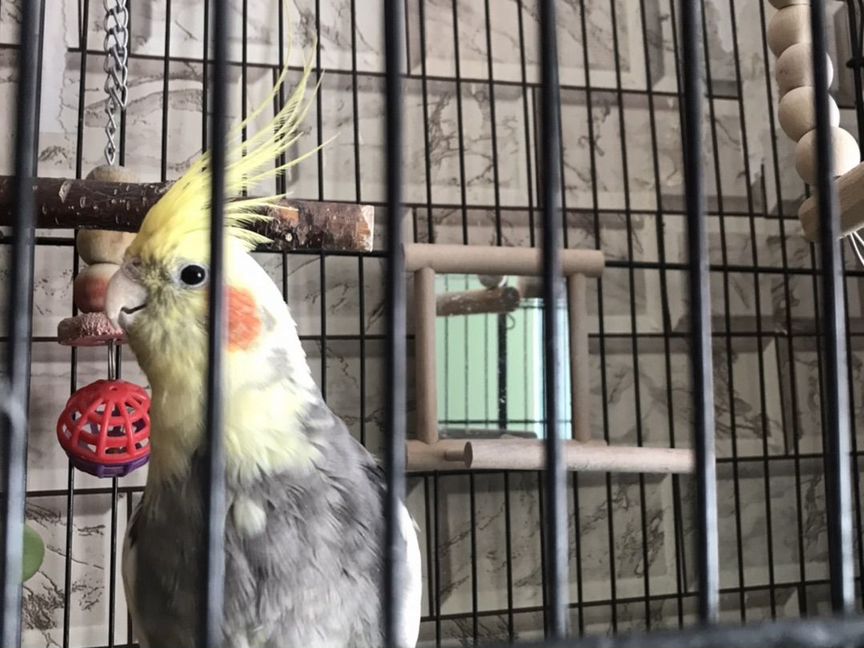 Попугай Коррела(мальчик)