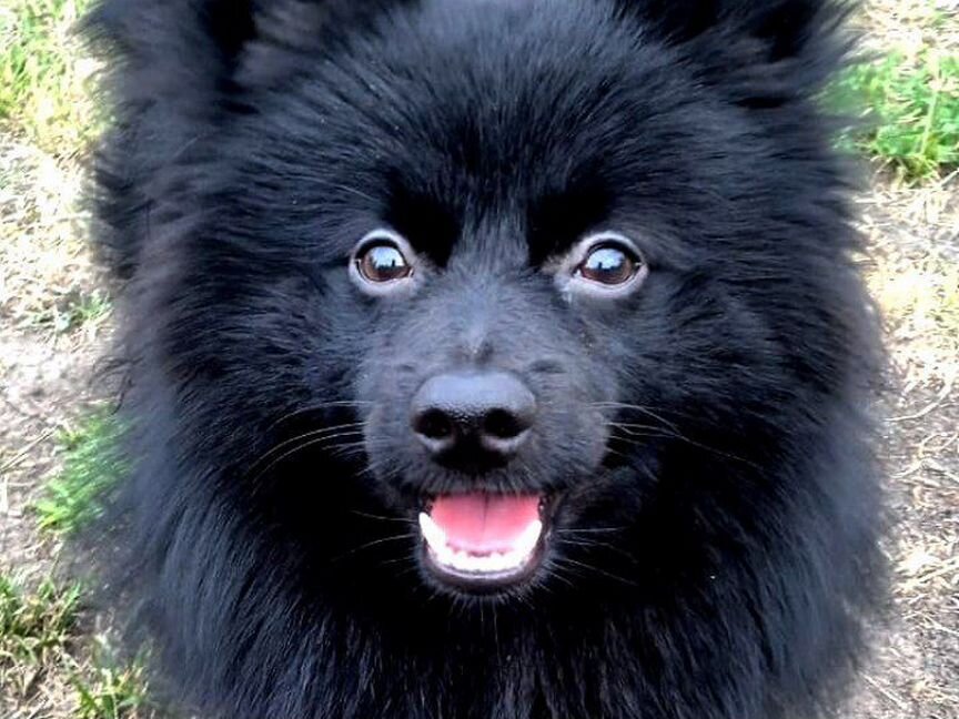 Немецкий шпиц