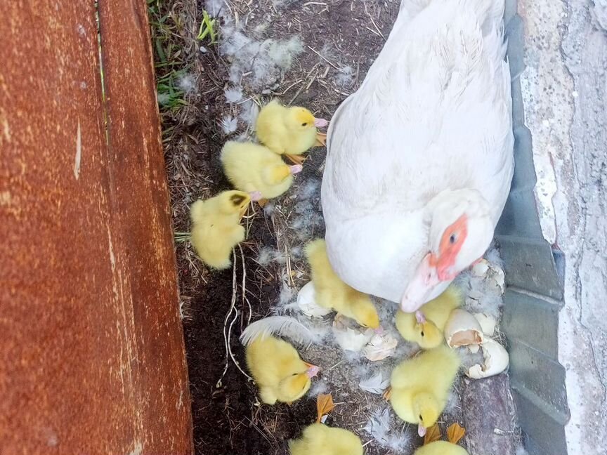 Утята суточные индоутки