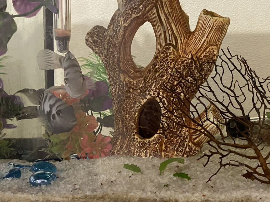 Рыбки, растения для аквариума; атрибуты