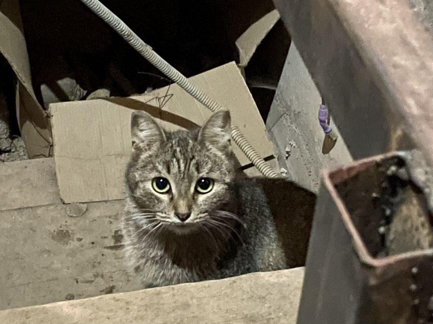 Кошка и кот шпротики в добрые руки