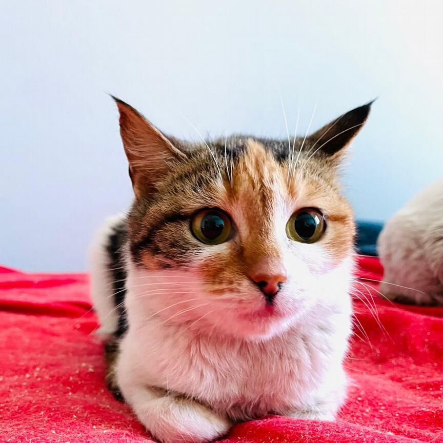 Кошечка в добрые руки